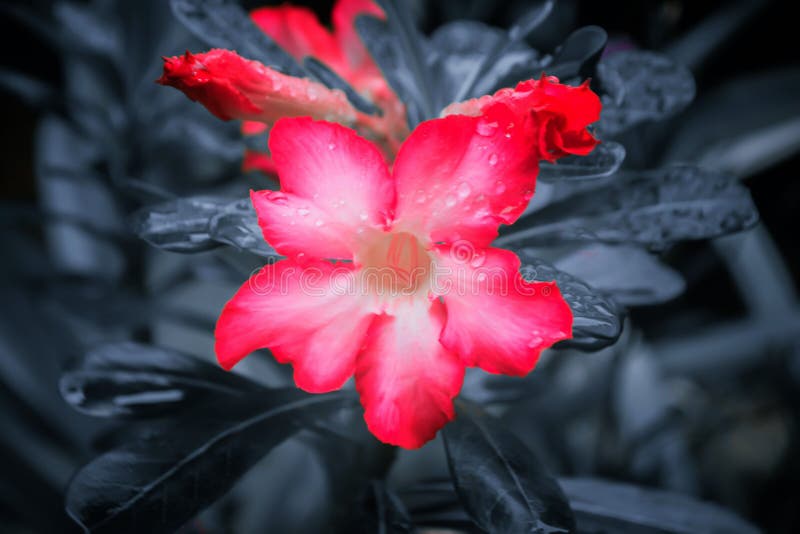 Pink Desert Rose Flower Filter Effect Stock Image - Image of tree ...