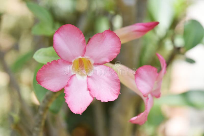 Pink Desert Rose Flower Nature Stock Photo - Image of desert, nature ...