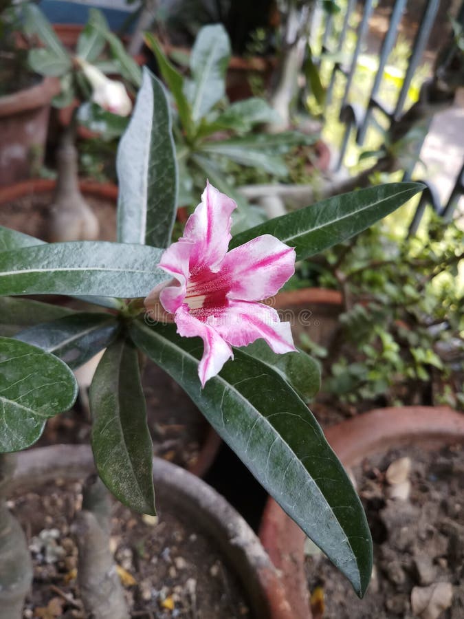 Pink Desert Rose Flower in Pot Stock Photo - Image of produce, garden ...