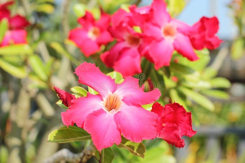 Pink desert rose flower stock photo. Image of gentianales - 46938868