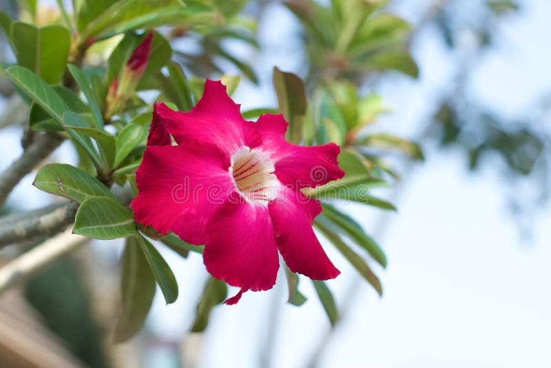 Pink desert rose flower stock photo. Image of gentianales - 46938868