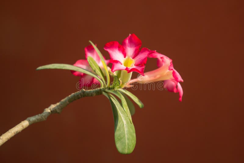 Pink Desert rose flowers stock image. Image of flower - 142661359