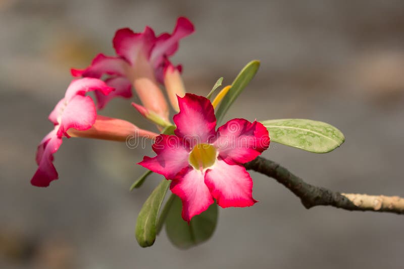 Pink Desert rose flowers stock photo. Image of plant - 142661502