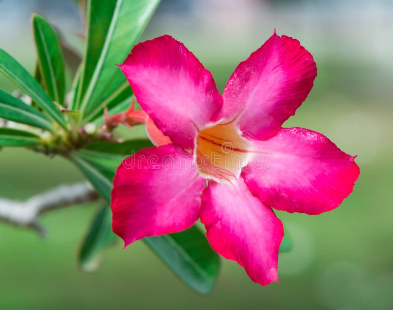 Pink Desert Rose or Impala Lily Stock Photo - Image of botany, floral ...
