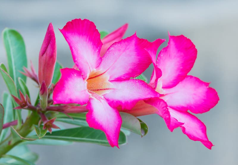 Pink Desert Rose or Impala Lily Stock Image - Image of grass, climate ...