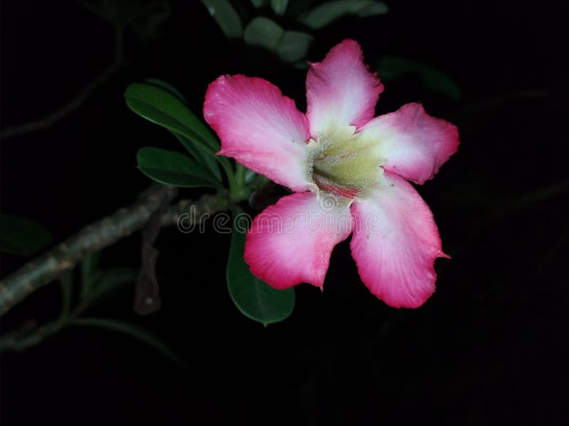 Pink Desert Rose at the Night Stock Photo - Image of rose, lilac: 184227460