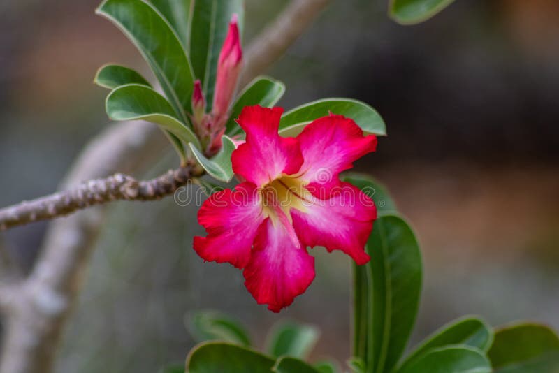 Pink desert rose stock photo. Image of rose, botanical - 175878122