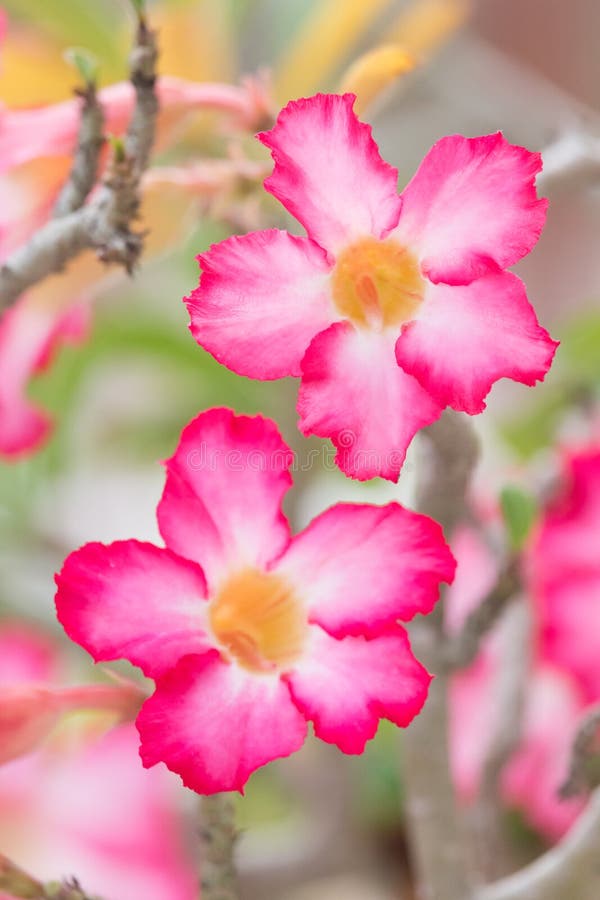 Pink desert rose stock image. Image of desert, beautiful - 59338121