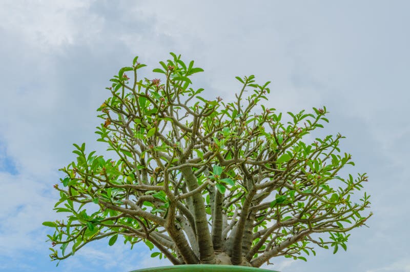 Pink Desert Rose tree stock image. Image of tropical - 41518581