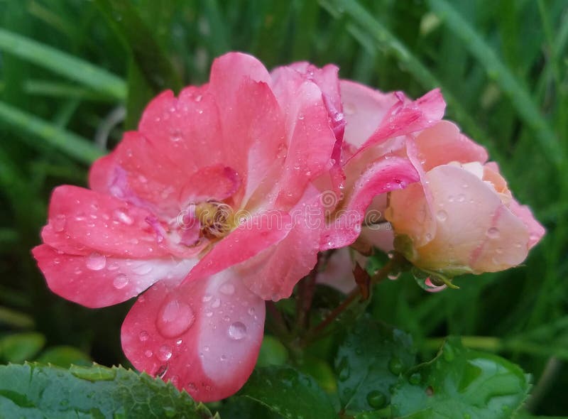 Pink Dew Drop 1 stock photo. Image of flower, plant - 224760332