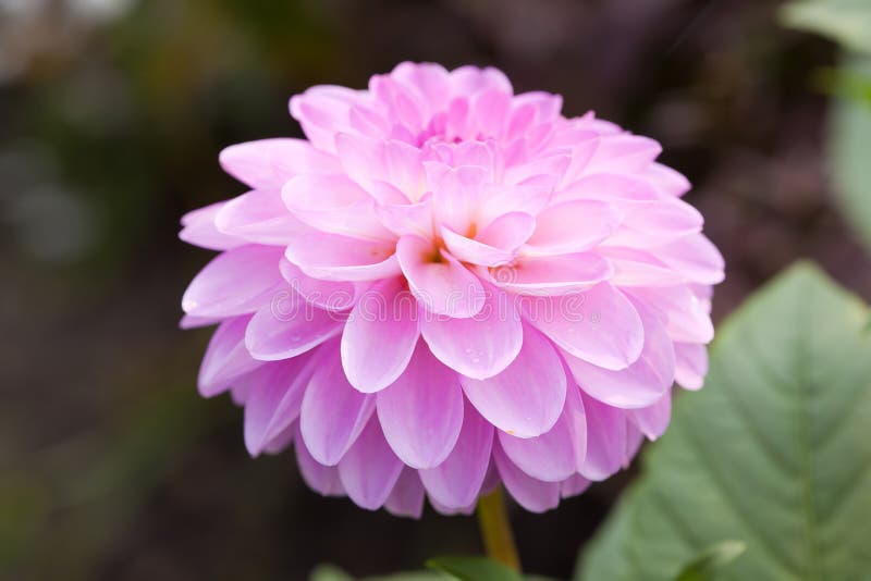 Pink Dhalia stock photo. Image of horticulture, nature - 22065850