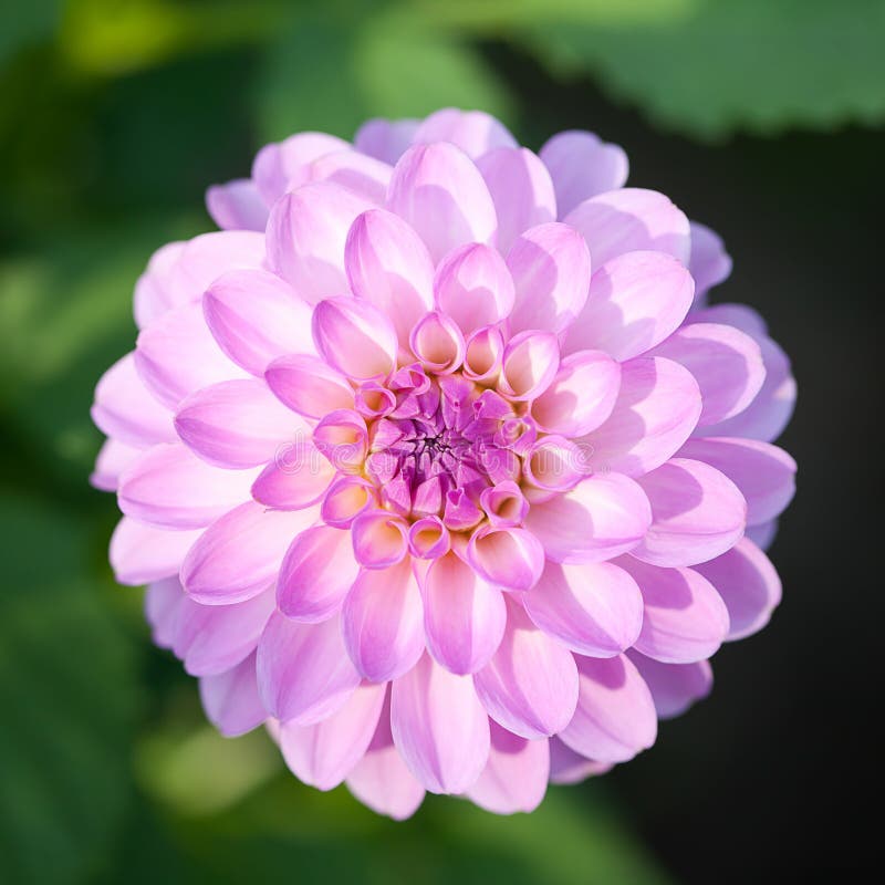 Pink Dhalia blossom stock image. Image of closeup, blossom - 22007675