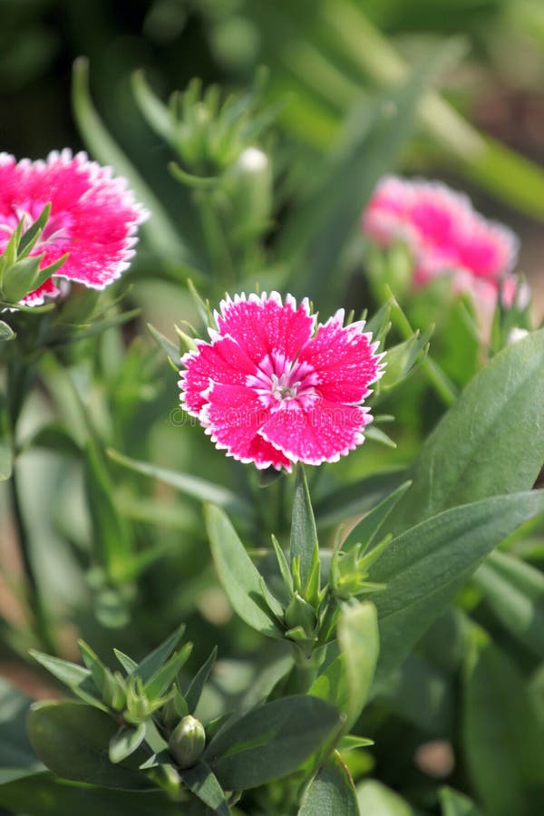Pink Dianthus Chinensis Flower. Stock Photo - Image of fresh, botanical ...