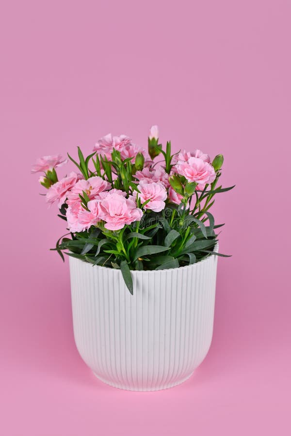 628 Dianthus Pot Stock Photos - Free & Royalty-Free Stock Photos from ...
