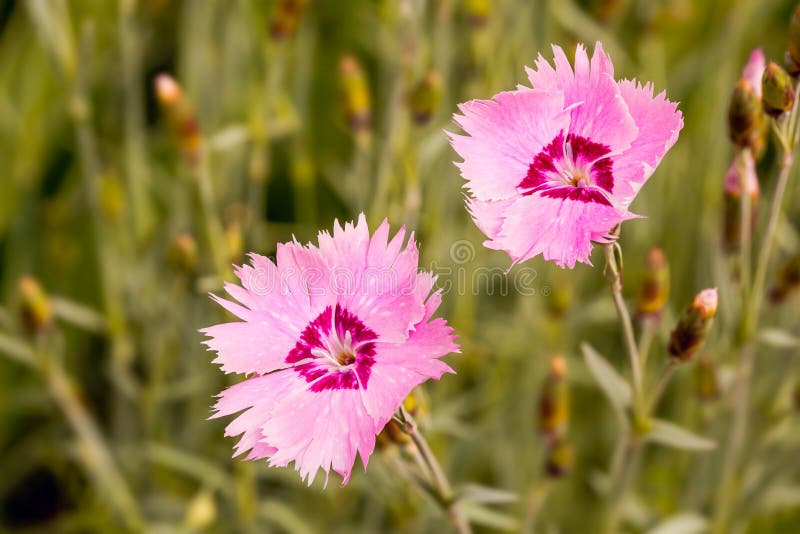 Pink Dianthus stock photo. Image of nature, spring, flower - 40945774