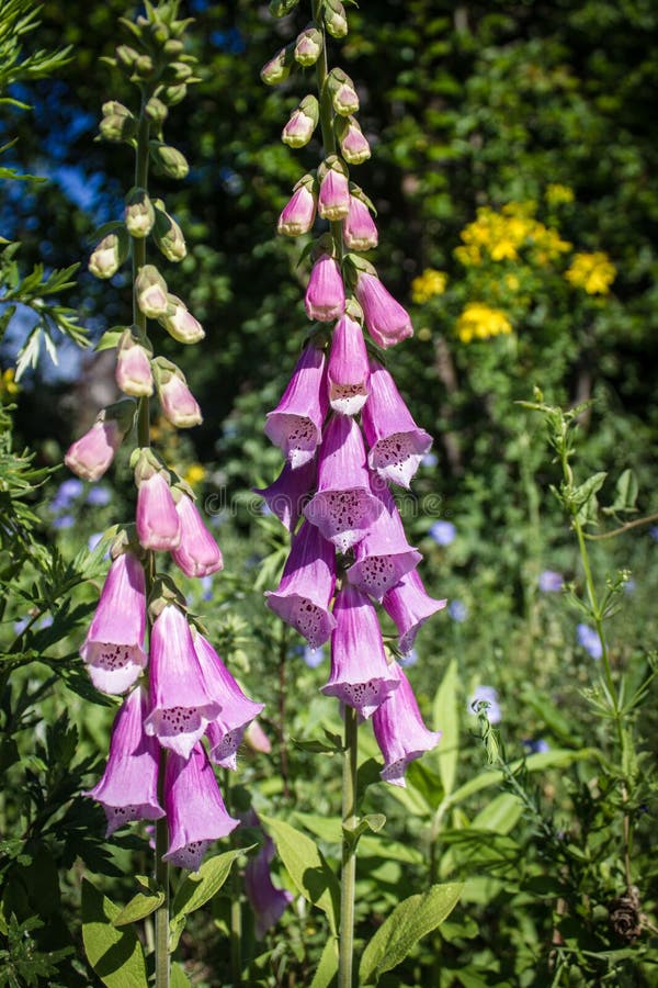 Pink digitalis or foxglove stock image. Image of colordi - 31721529