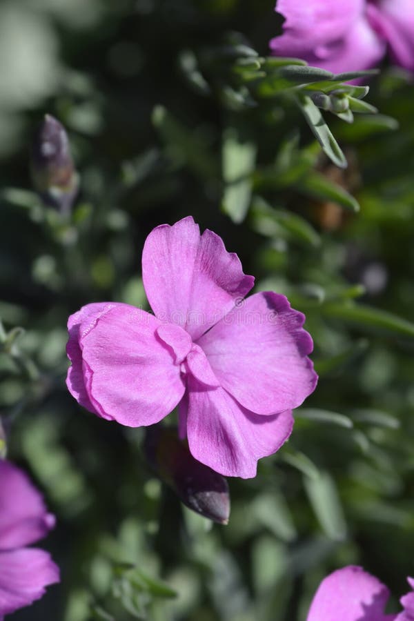 Dianthus Dinetta Stock Photos - Free & Royalty-Free Stock Photos from ...