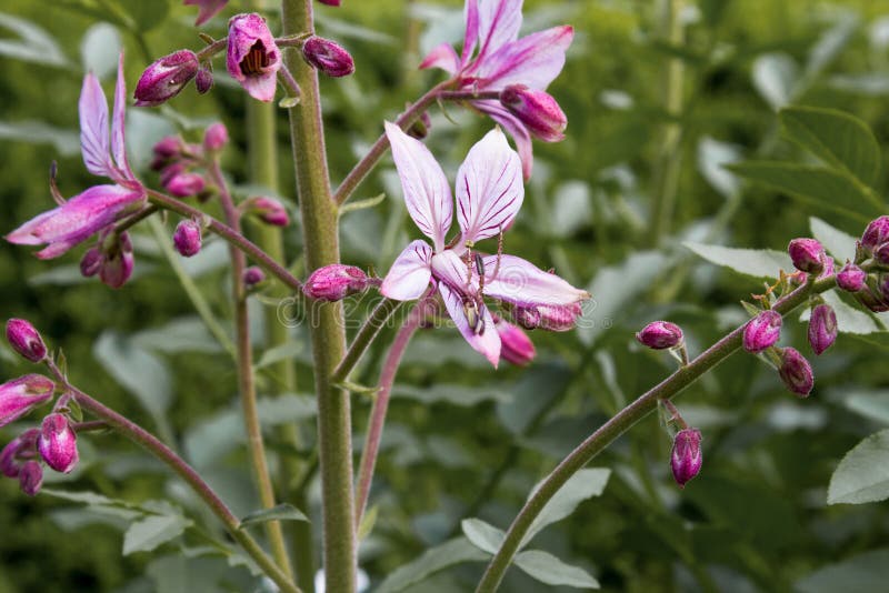 Pink Diptam Dictamnus Albus in the Garden Stock Photo - Image of ...