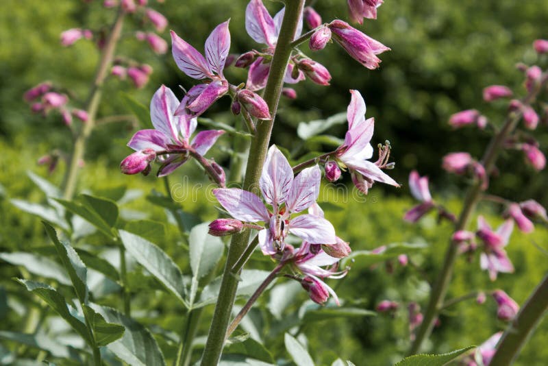 Pink Diptam Dictamnus Albus in the Garden Stock Image - Image of ...