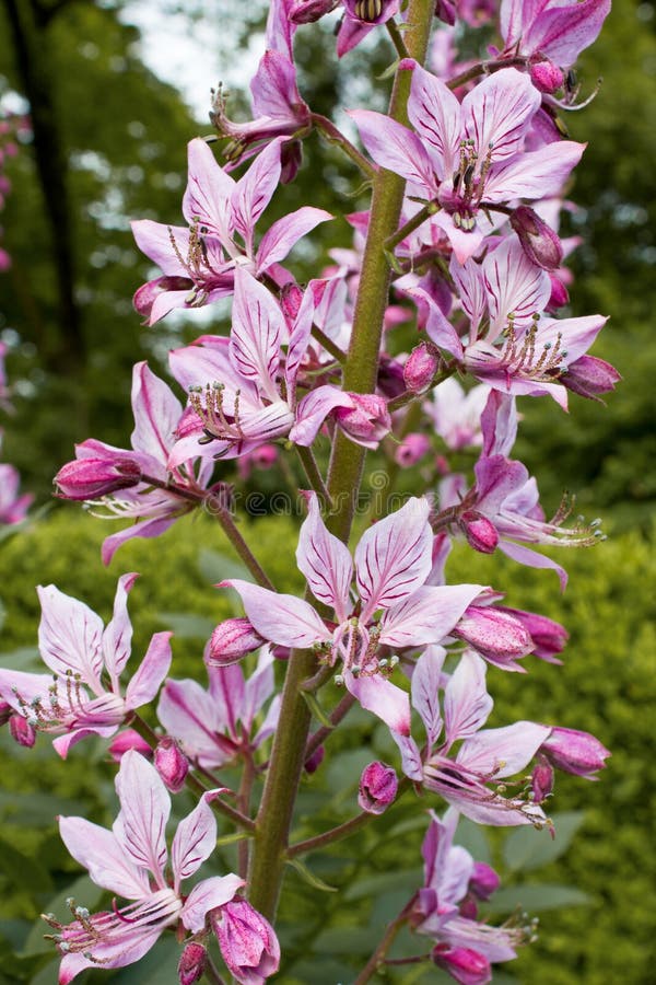 Pink Diptam Dictamnus Albus in the Garden Stock Photo - Image of bright ...