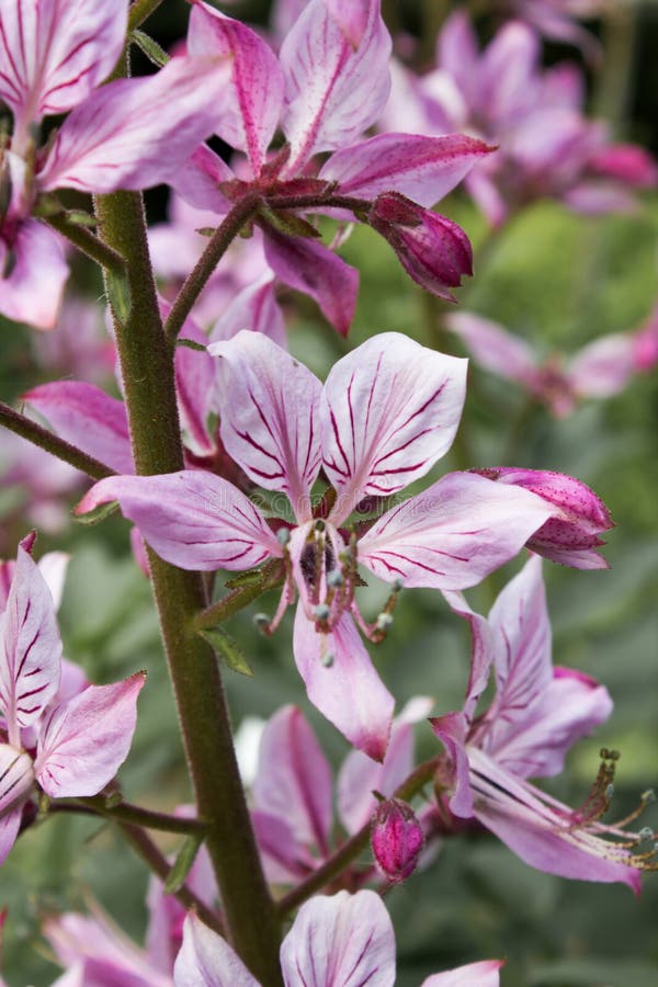 Pink Diptam Dictamnus Albus in the Garden Stock Photo - Image of flower ...