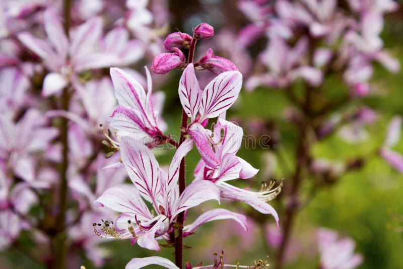 Pink Diptam Dictamnus Albus in the Garden Stock Photo - Image of albus ...