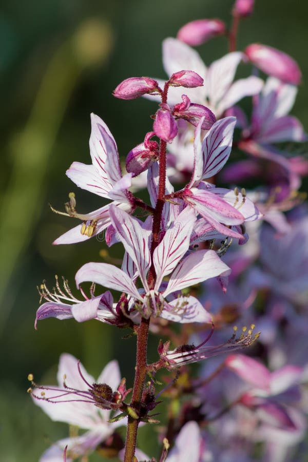 Pink Diptam Dictamnus Albus in the Garden Stock Image - Image of green ...