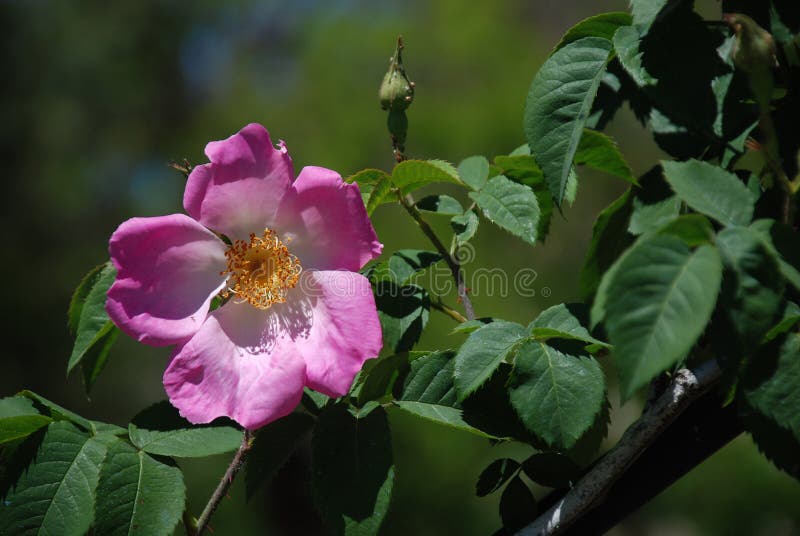 Pink dog rose stock photo. Image of summer, blurred, growth - 48203100