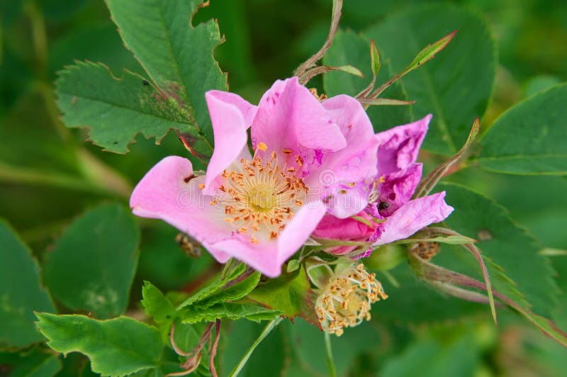 Pink dog rose flower stock image. Image of beautiful - 17420581