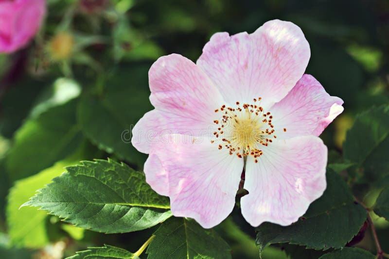 Pink Dog rose stock photo. Image of blooming, candid - 42423308