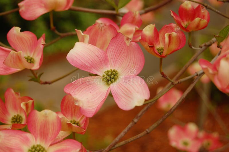 Pink Dogwood stock image. Image of spring, bloom, tree - 2477041