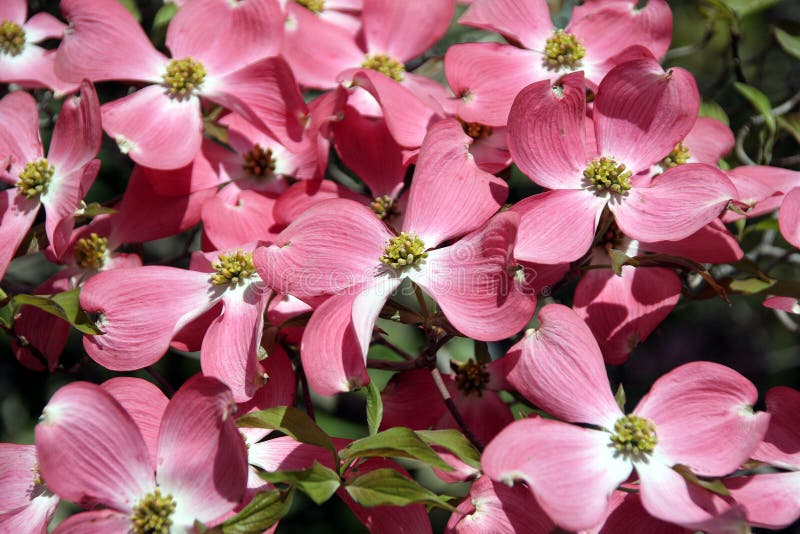 Pink dogwood background stock image. Image of nature, blossom - 5145087