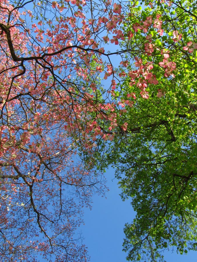 Pink Dogwood in Spring stock image. Image of trees, blooming - 151459997