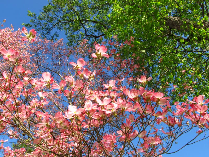 Pink Dogwood in Spring4 stock image. Image of flowers - 151459813