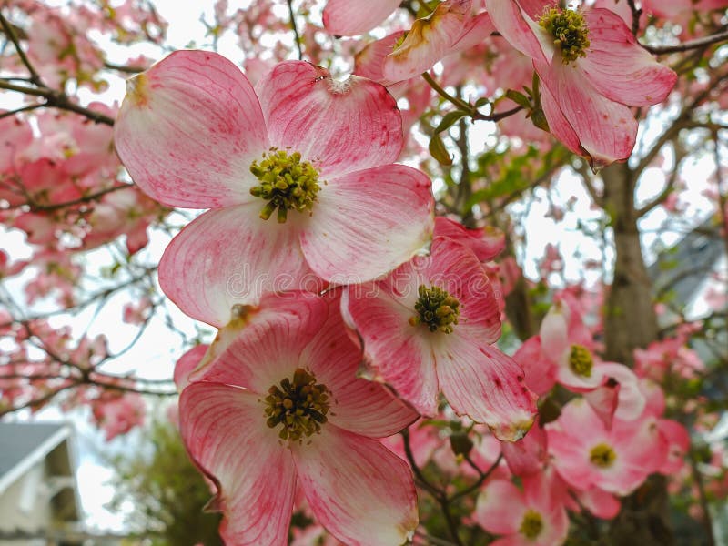 Pink Dogwood Tree Blooming in the Spring Season. Stock Image - Image of ...