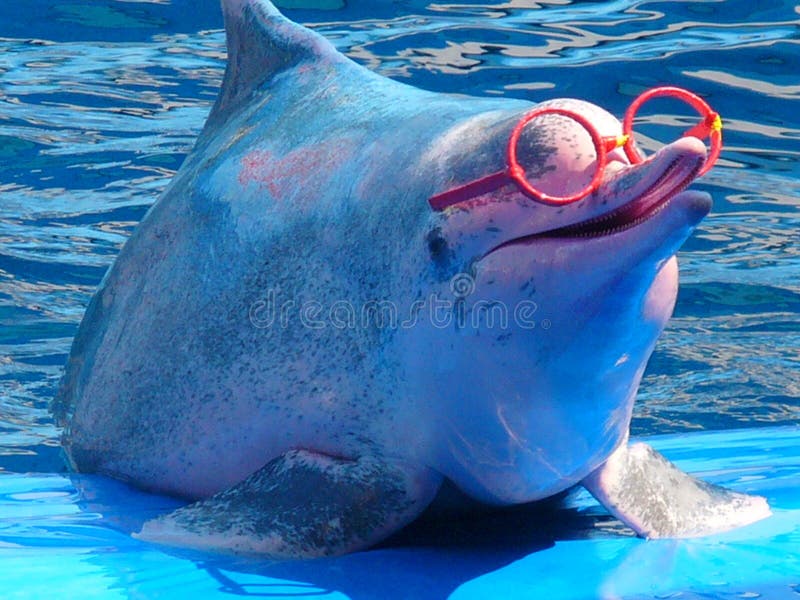 Pink dolphins have fun stock photo. Image of happy, dolphins - 77750358