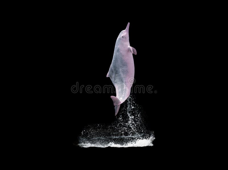 Pink dolphins stock photo. Image of baby, colorful, babies - 11242994