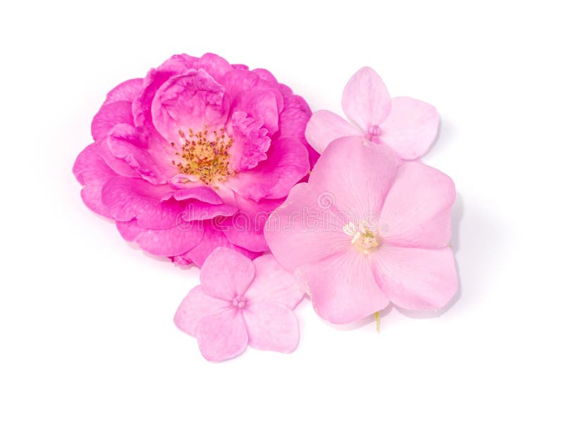 Damask Rose Flower on White Background Stock Image - Image of perfume ...