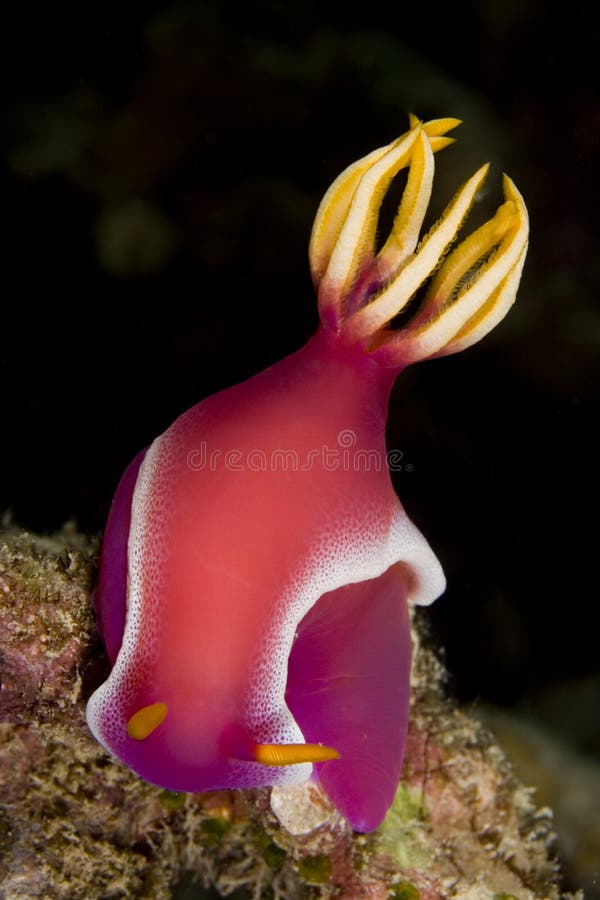 Pink Dorid Nudibranch (portrait) Stock Photo - Image of indopacific ...