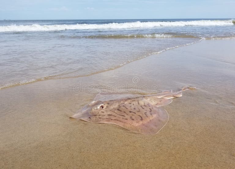 A Pink Dotted Stingray on the Beach Being Caught and Released Stock ...