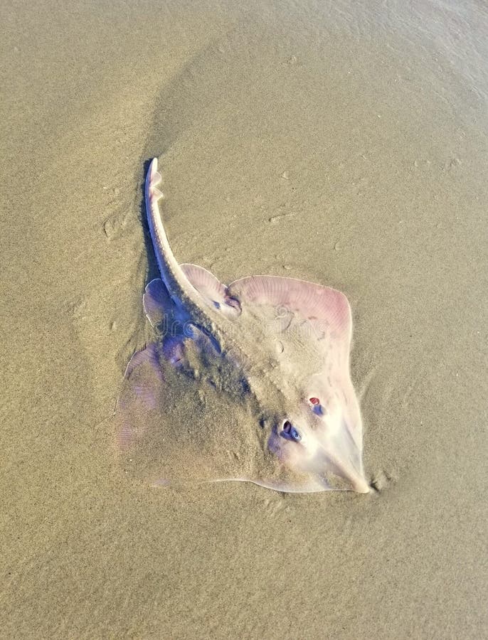 A Pink Dotted Stingray on the Beach Caught and Released Stock Photo ...