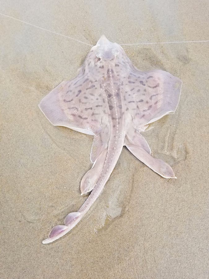 402 Released Pattern Stock Photos - Free & Royalty-Free Stock Photos ...