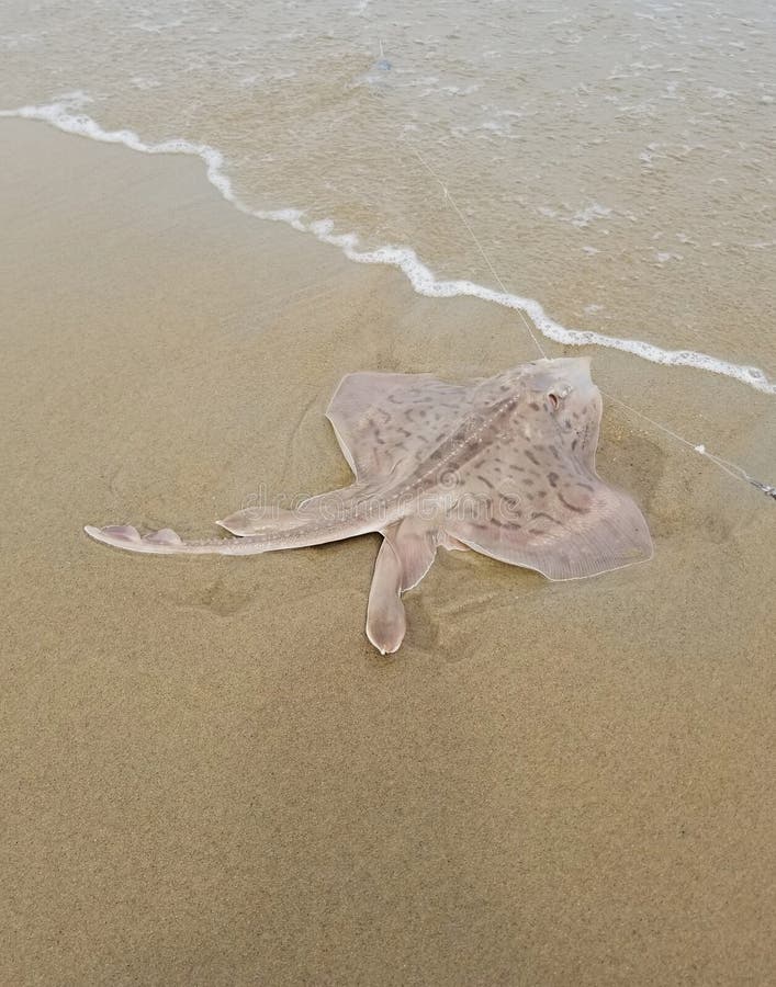 A Pink Dotted Stingray on the Caught and Released on the Beach Stock ...