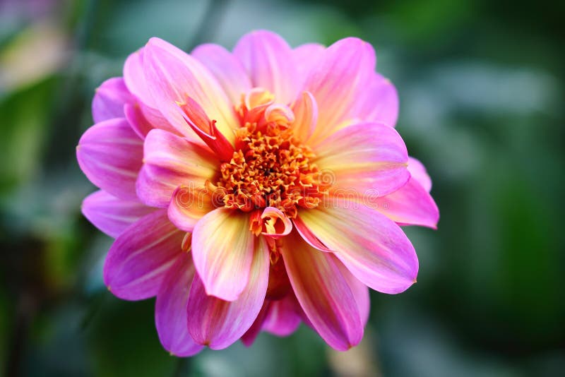 Pink Double Dahlia stock photo. Image of macro, plant - 36438350