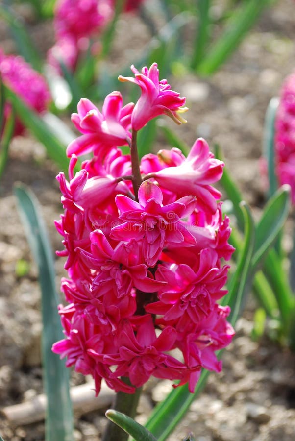Pink double hyacinth stock image. Image of flora, plants - 90720775