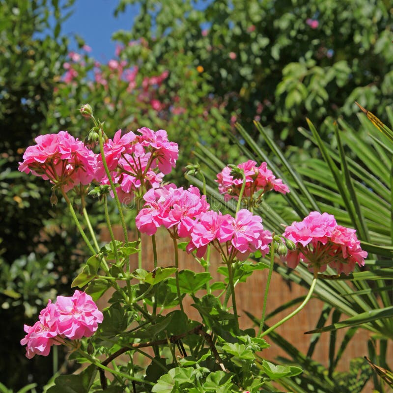 1,199 Ivy Geranium Stock Photos - Free & Royalty-Free Stock Photos from ...