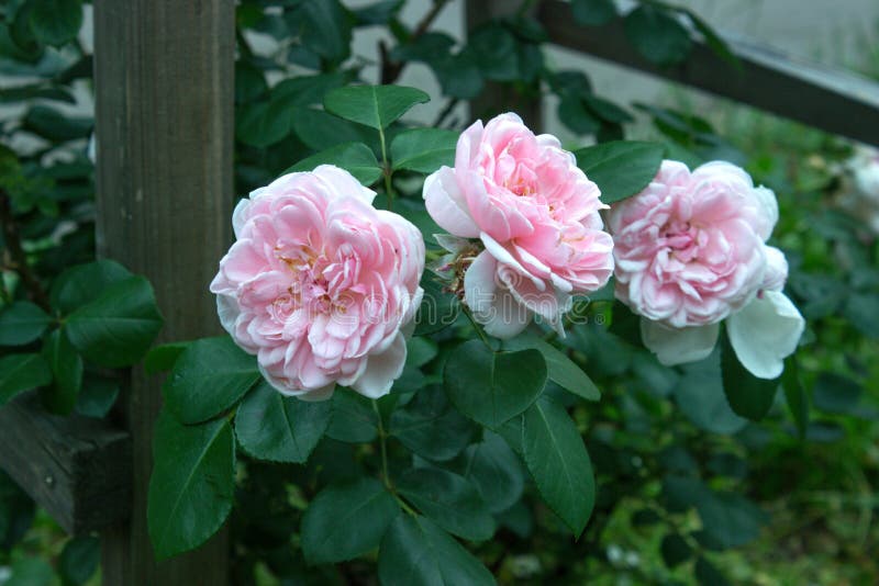 Pink double roses stock photo. Image of bloom, spring - 232036634