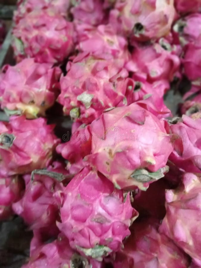 Pink dragon fruit stock photo. Image of lilac, petal - 249103854