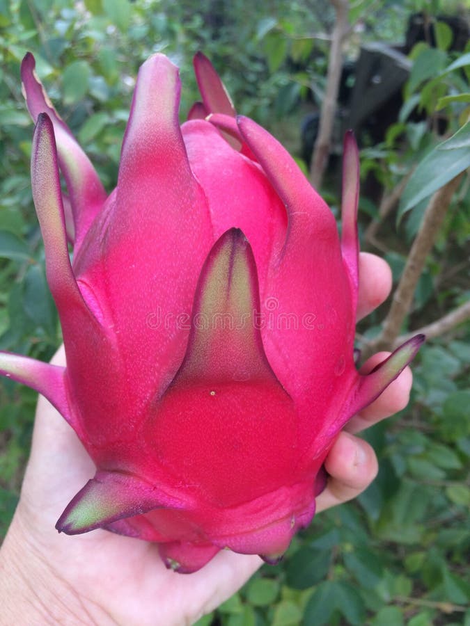 Pink dragon stock image. Image of fruit, dragon, plant - 77883101