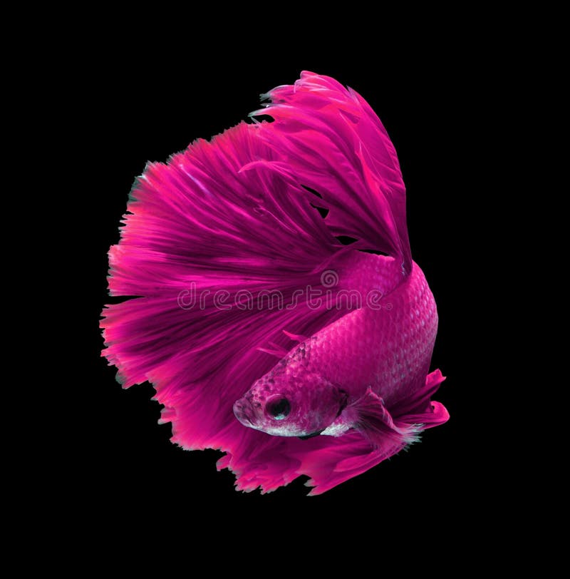 Pink Dragon Siamese Fighting Fish, Betta Fish Isolated on Black Stock ...